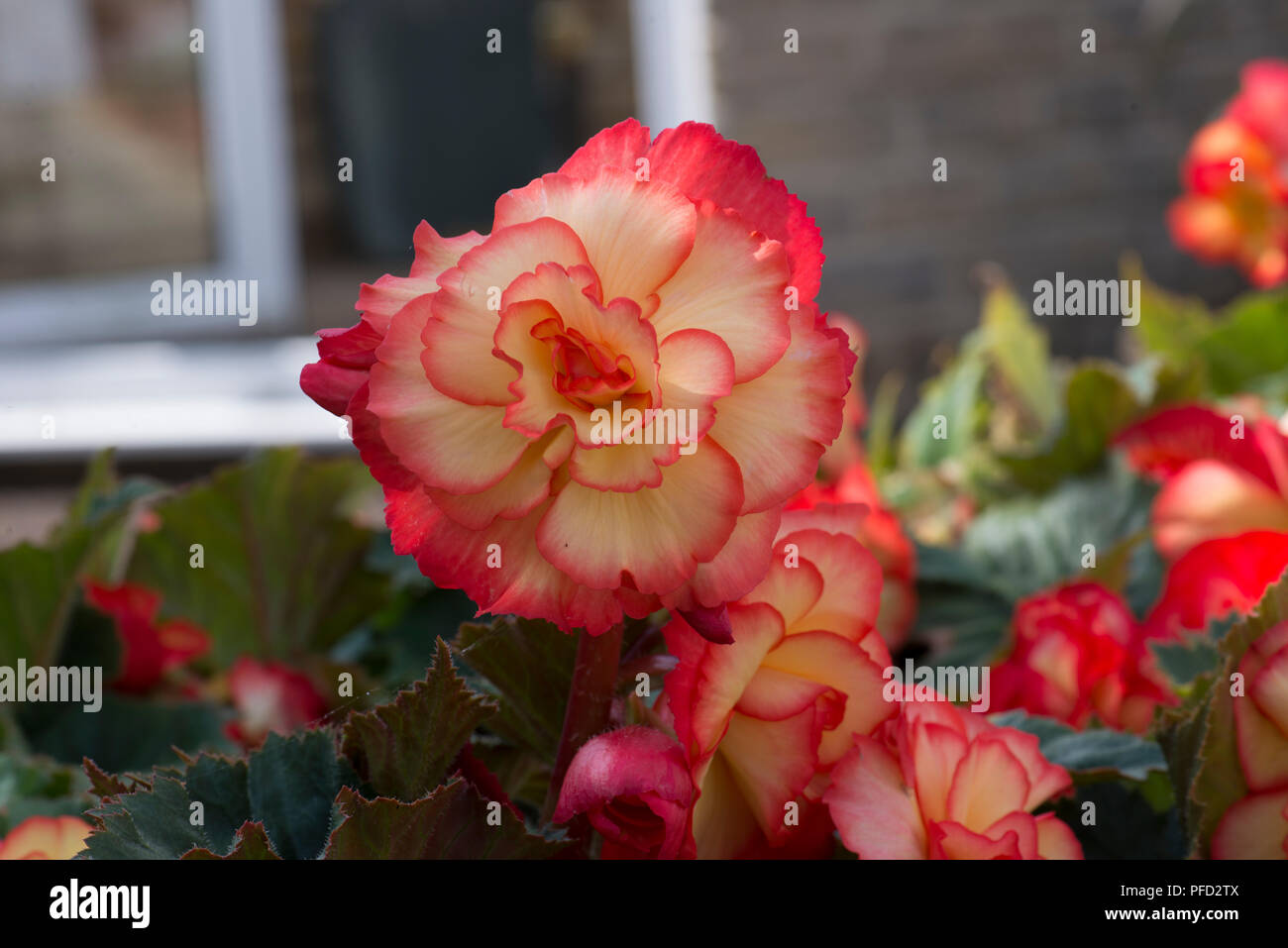 Begonie sunburst -Fotos und -Bildmaterial in hoher Auflösung – Alamy