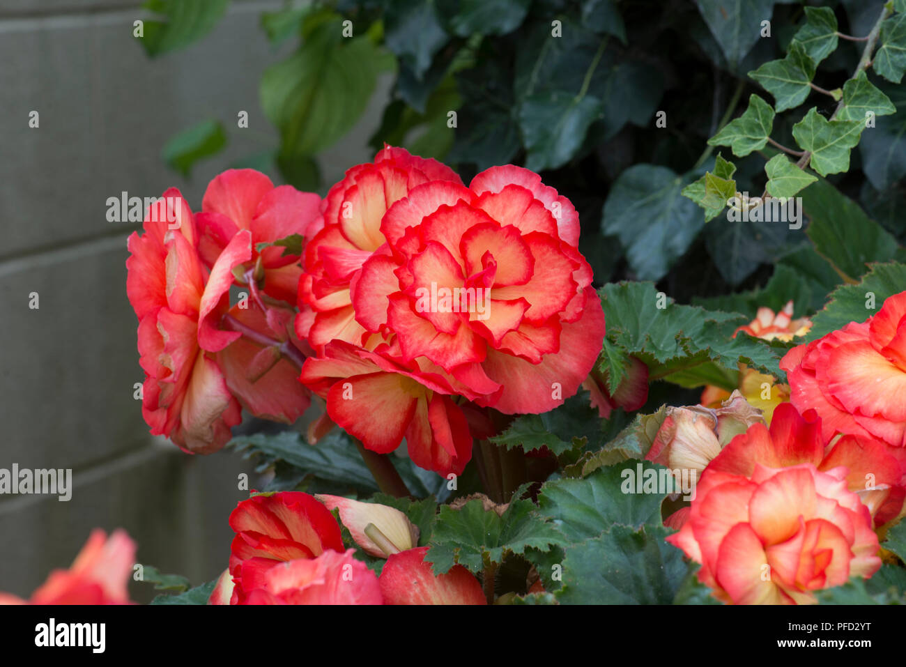 Begonie sunburst -Fotos und -Bildmaterial in hoher Auflösung – Alamy