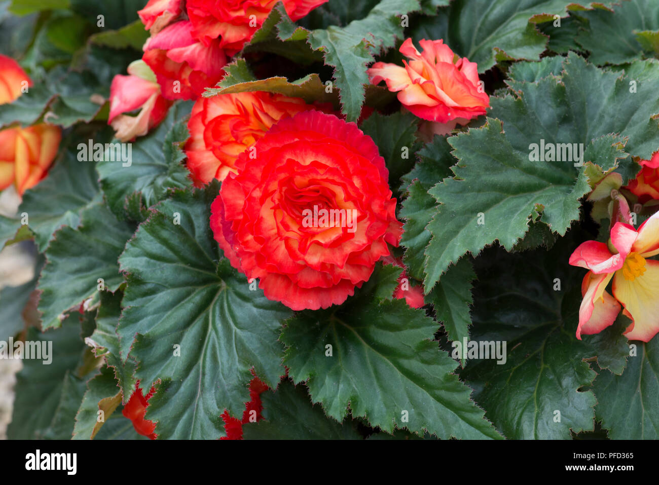 Begonie sunburst -Fotos und -Bildmaterial in hoher Auflösung – Alamy