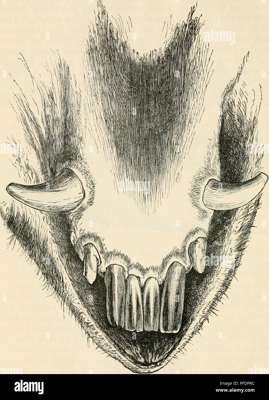 . Gebiss als Hinweis auf das Alter der Tiere auf dem Bauernhof ...
