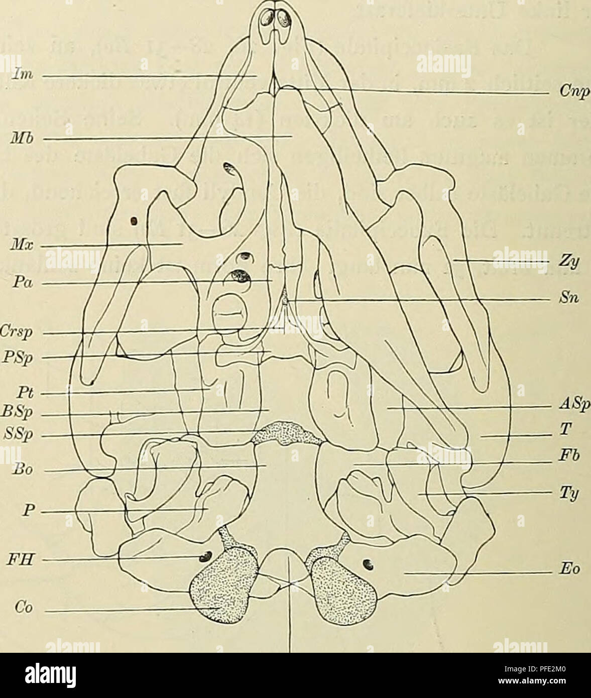 Processus mastoideus -Fotos und -Bildmaterial in hoher Auflösung – Alamy