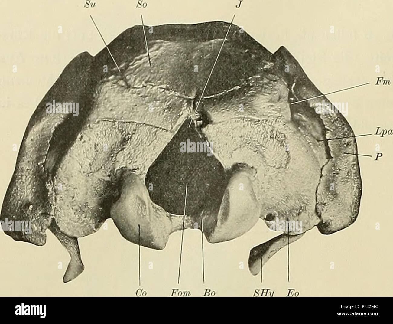 Condylus occipitalis -Fotos und -Bildmaterial in hoher Auflösung – Alamy