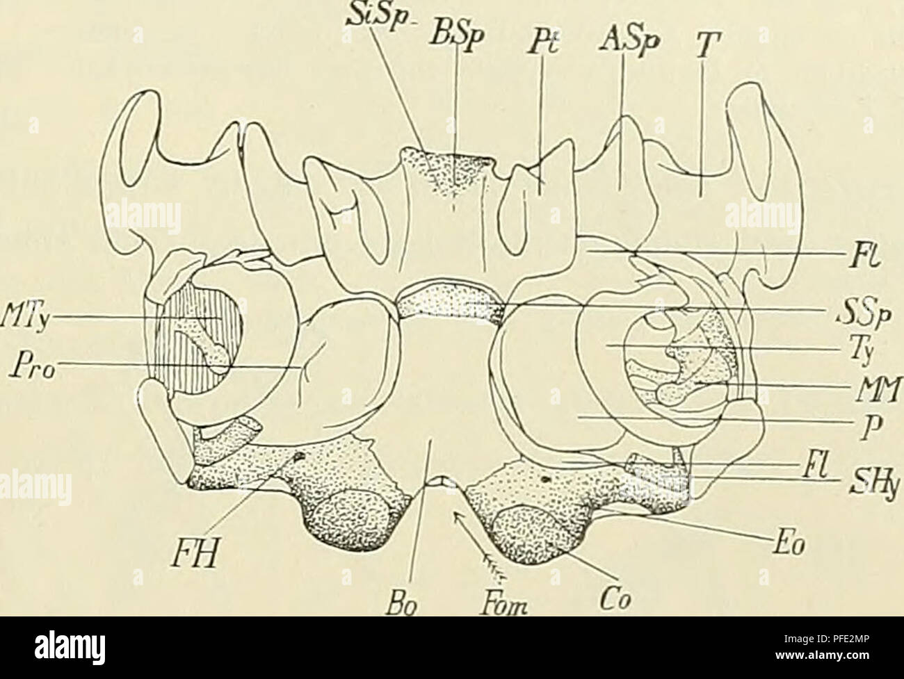 Processus mastoideus -Fotos und -Bildmaterial in hoher Auflösung – Alamy