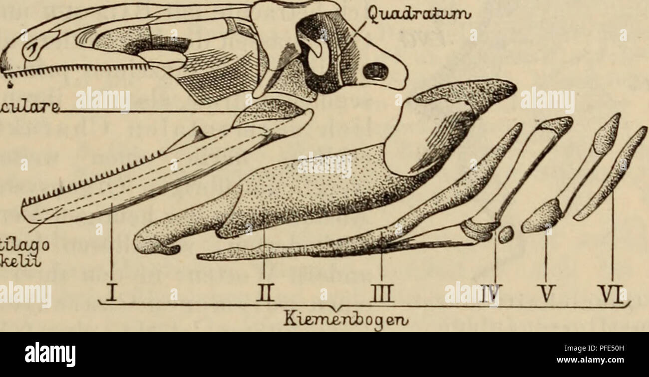 Processus styloideus -Fotos und -Bildmaterial in hoher Auflösung – Alamy