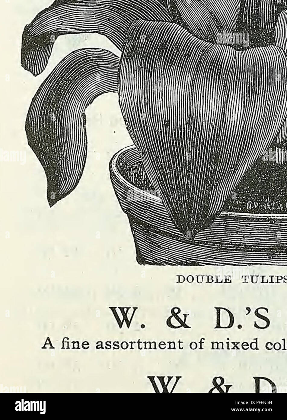 . Beschreibender Katalog der Gemüse, Blumen und Samen. Baumschulen ...