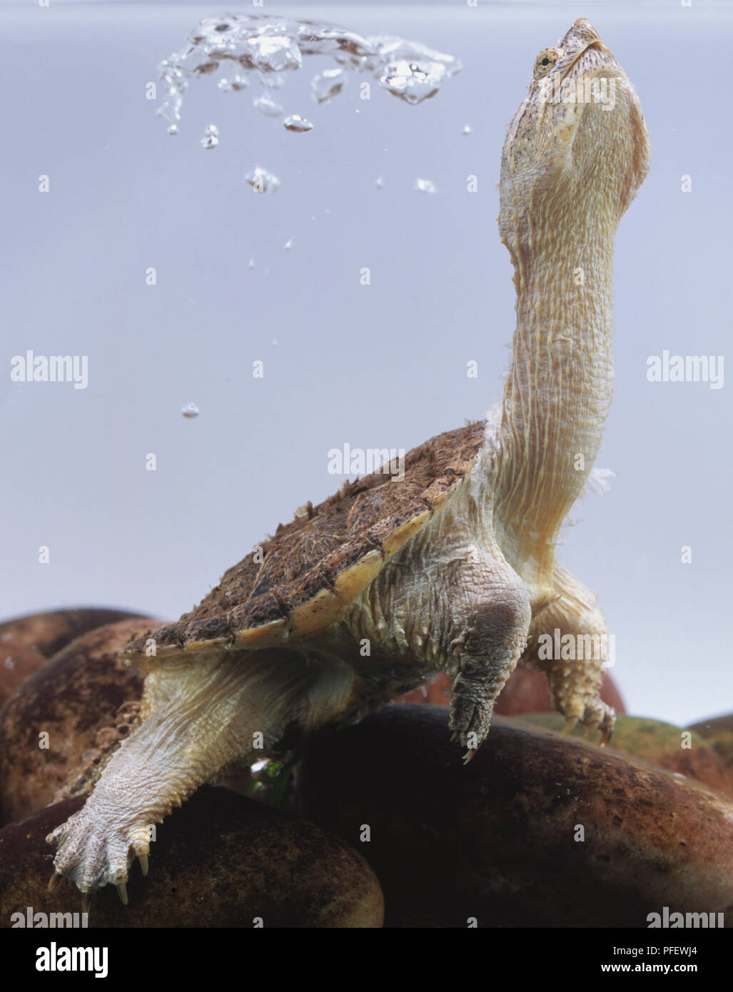 Long claws -Fotos und -Bildmaterial in hoher Auflösung – Alamy