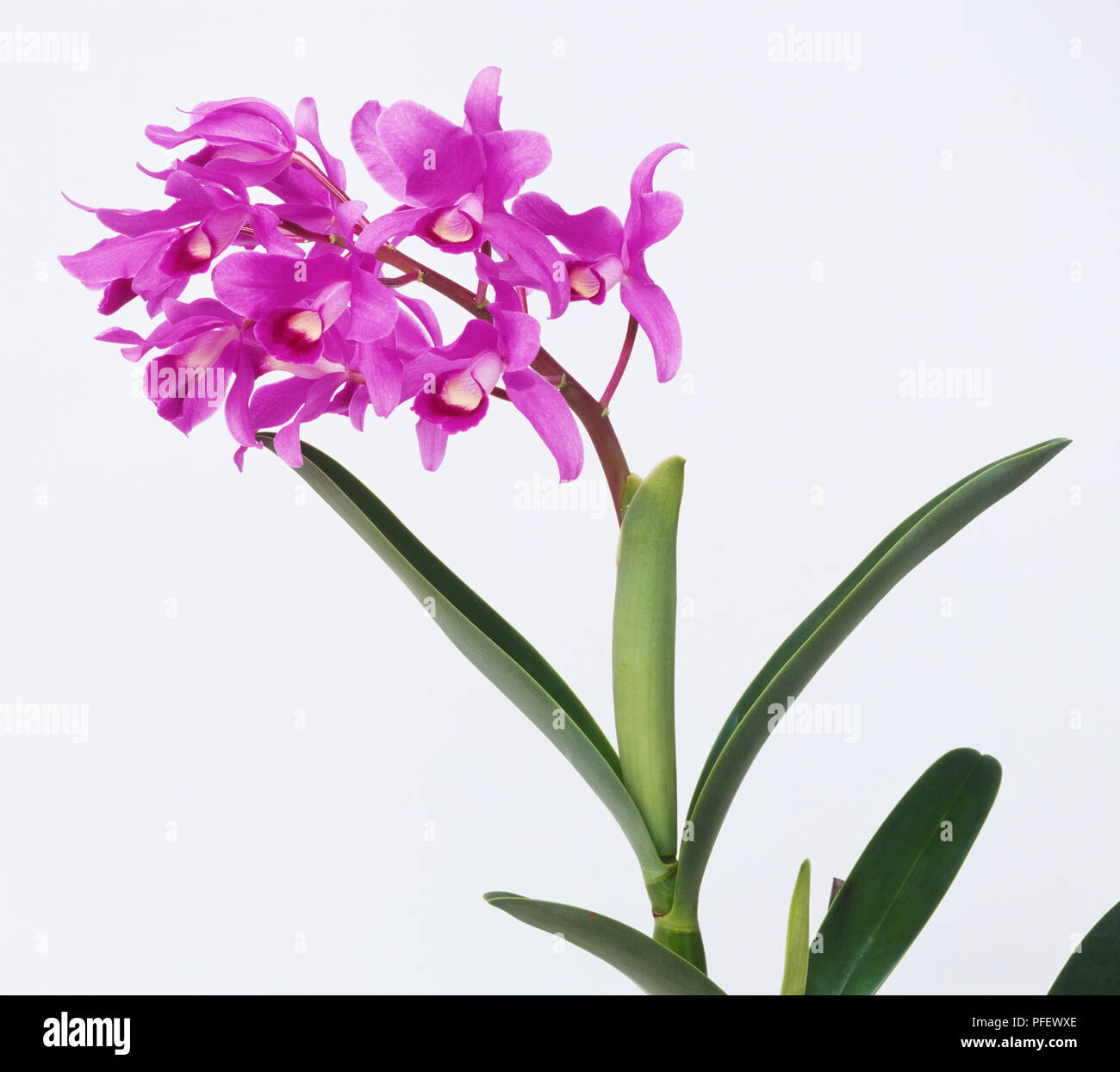 Orchidee dendrobium sp -Fotos und -Bildmaterial in hoher Auflösung – Alamy
