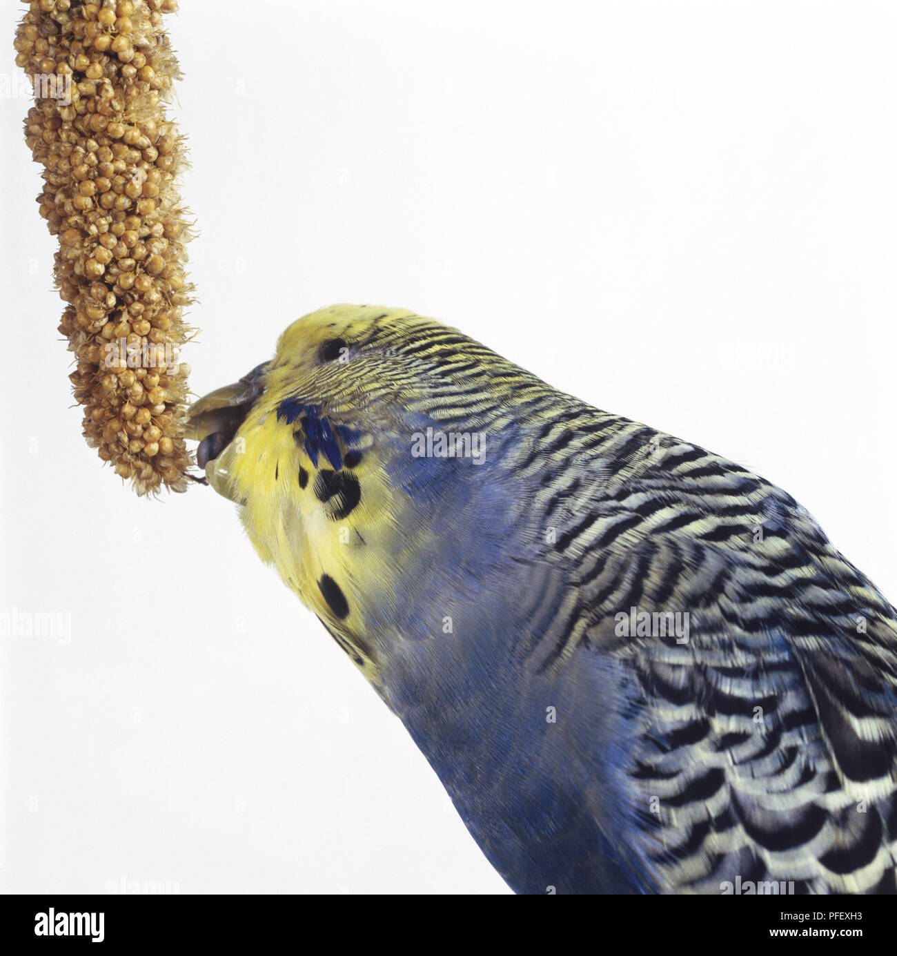 Budgerigar budgie melopsittacus undulatus eating -Fotos und ...