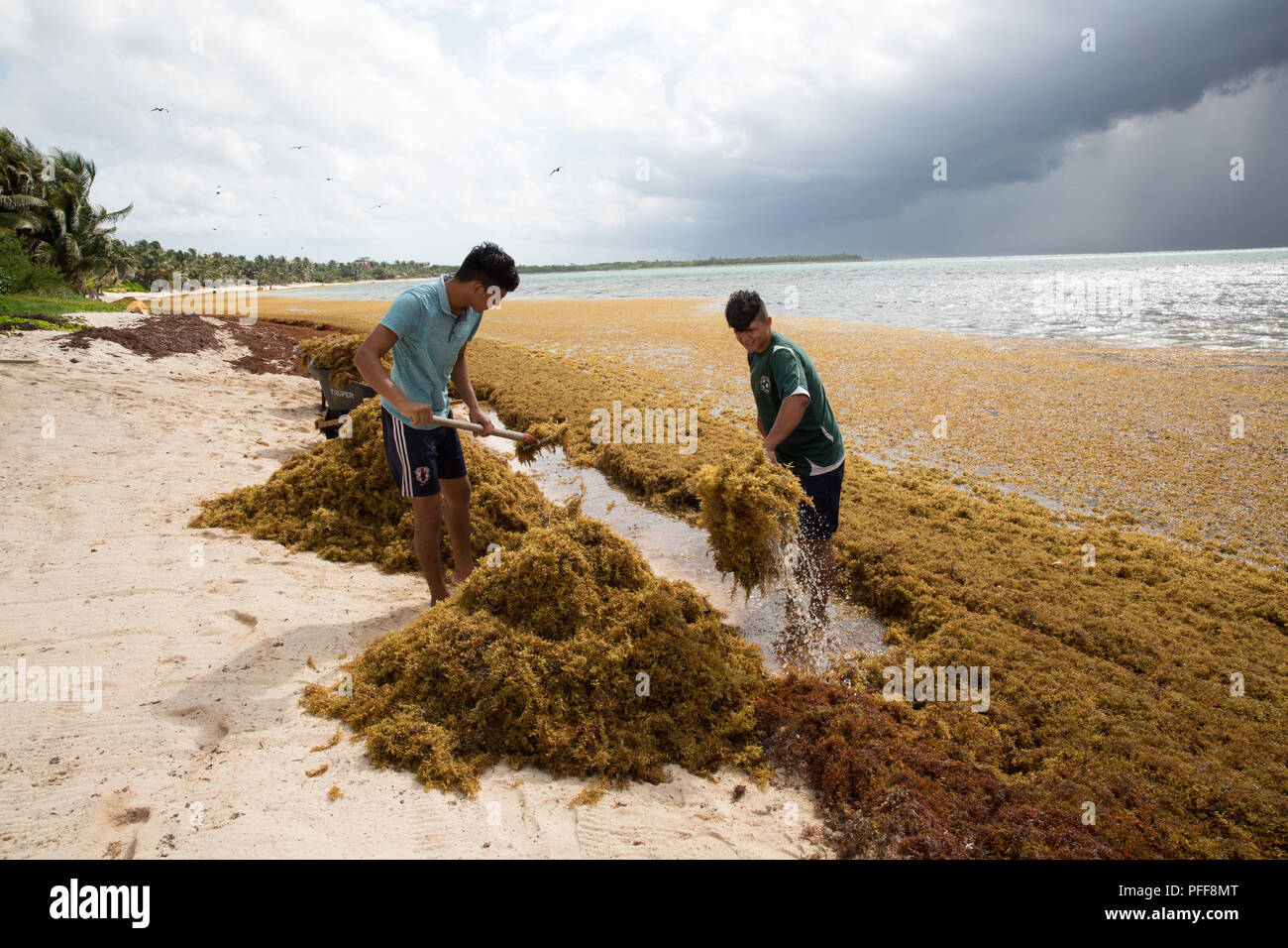 Sargasso Sea Seaweed Stockfotos und -bilder Kaufen - Alamy