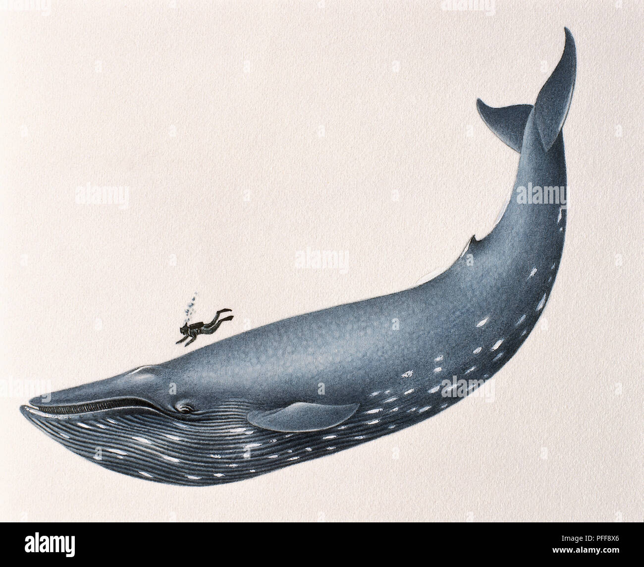 Size comparison blue whale human -Fotos und -Bildmaterial in hoher ...