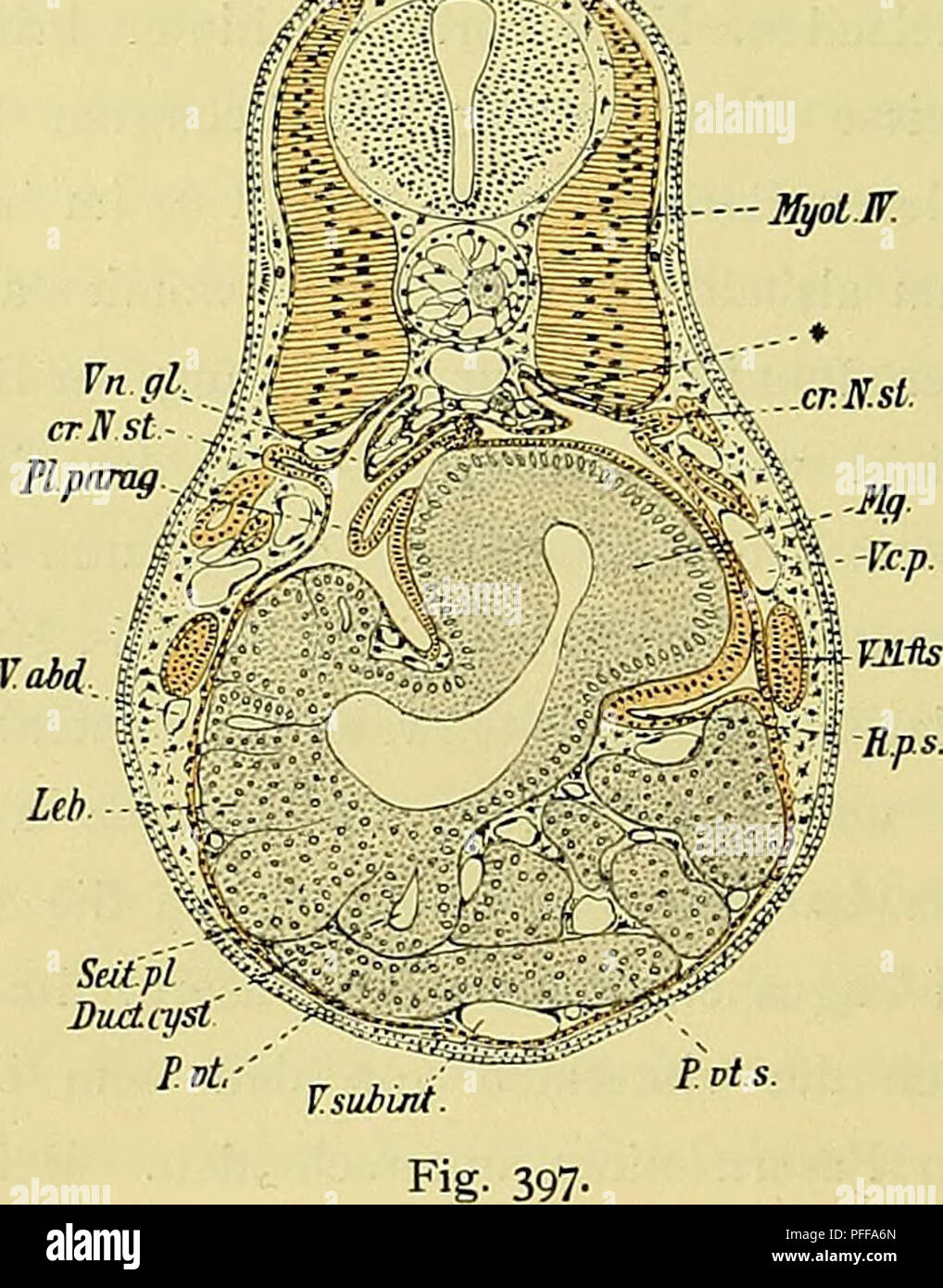 . Denkschriften der Medicinisch-Naturwissenschaftlichen Gesellschaft zu ...