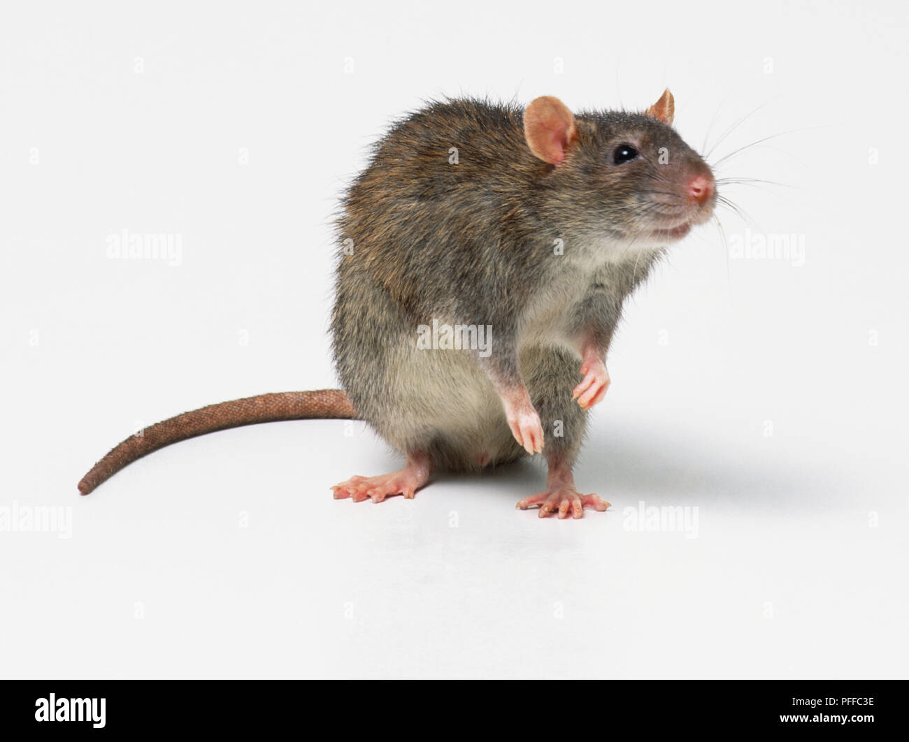 Rattus sp -Fotos und -Bildmaterial in hoher Auflösung – Alamy