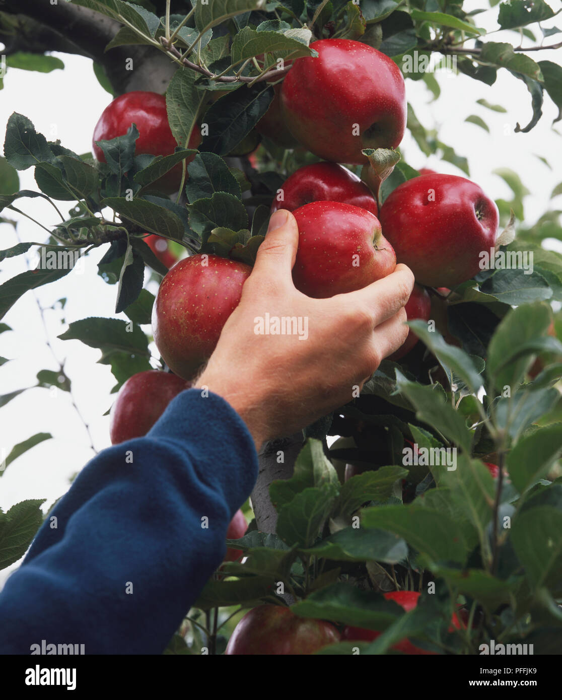 äpfel lagern -Fotos und -Bildmaterial in hoher Auflösung – Alamy