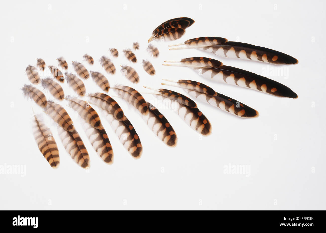 Sekundäre federn -Fotos und -Bildmaterial in hoher Auflösung – Alamy