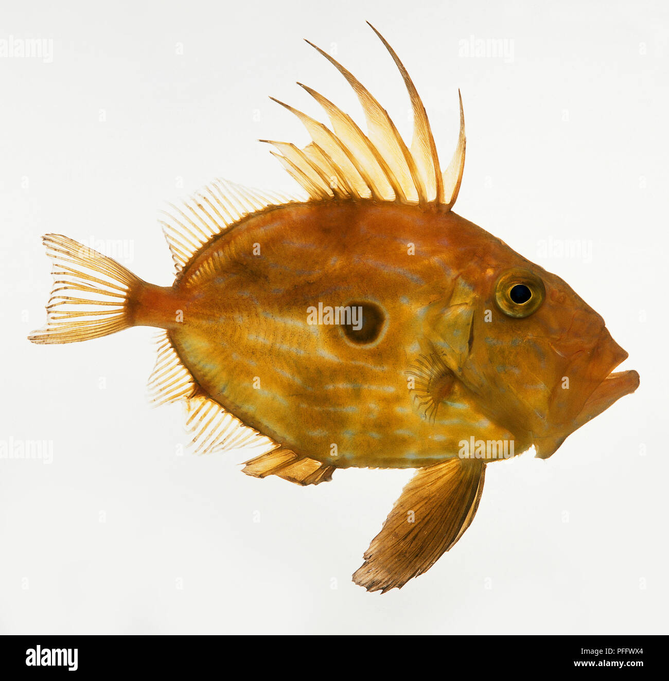 John dory fisch -Fotos und -Bildmaterial in hoher Auflösung – Alamy