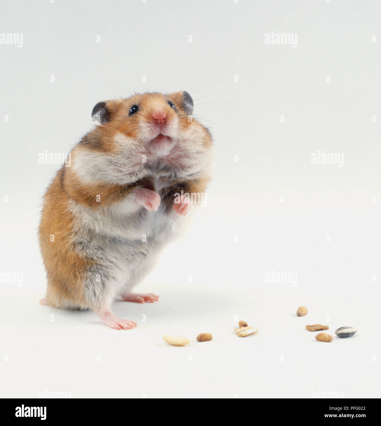 Pralle wangen -Fotos und -Bildmaterial in hoher Auflösung – Alamy