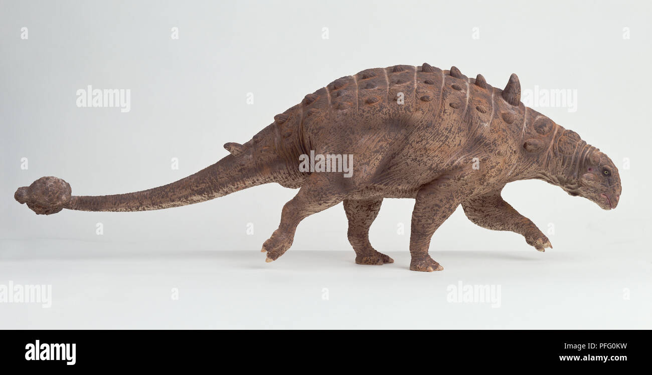 Euoplocephalus euoplocephalus -Fotos und -Bildmaterial in hoher ...