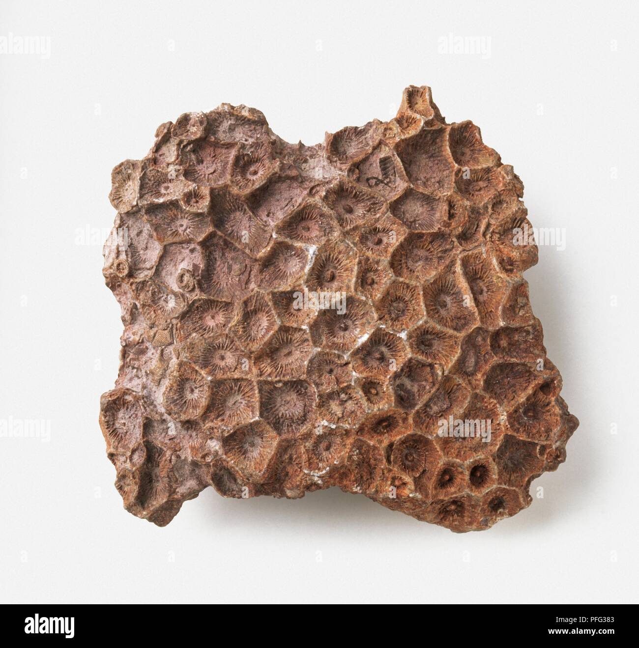 Rugose coral fossil -Fotos und -Bildmaterial in hoher Auflösung – Alamy