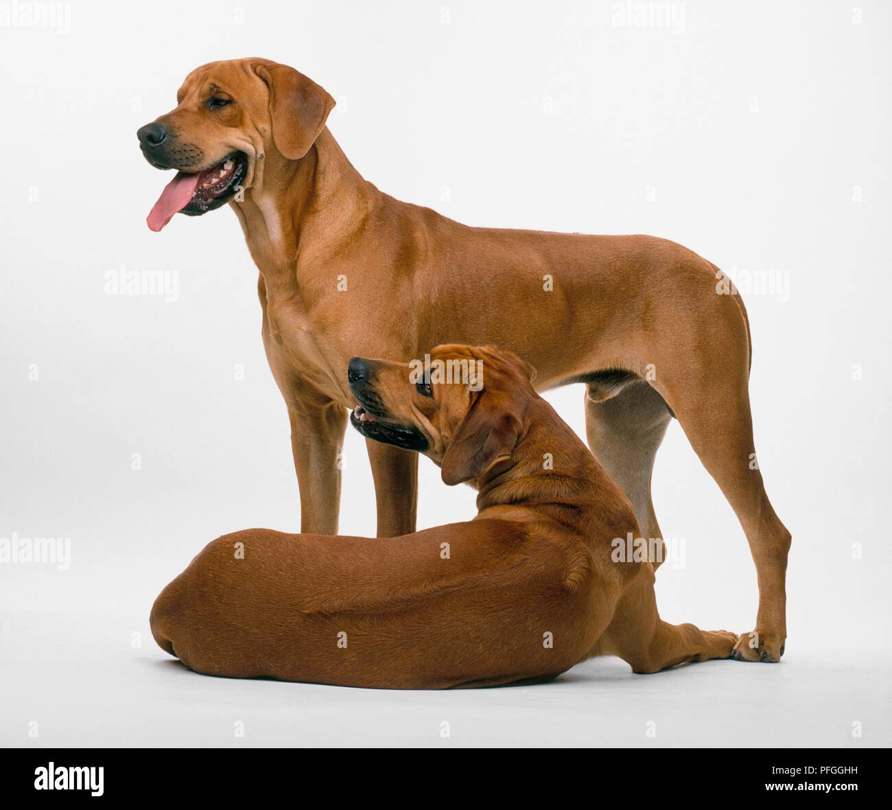 Rhodesian ridgebacks -Fotos und -Bildmaterial in hoher Auflösung – Alamy