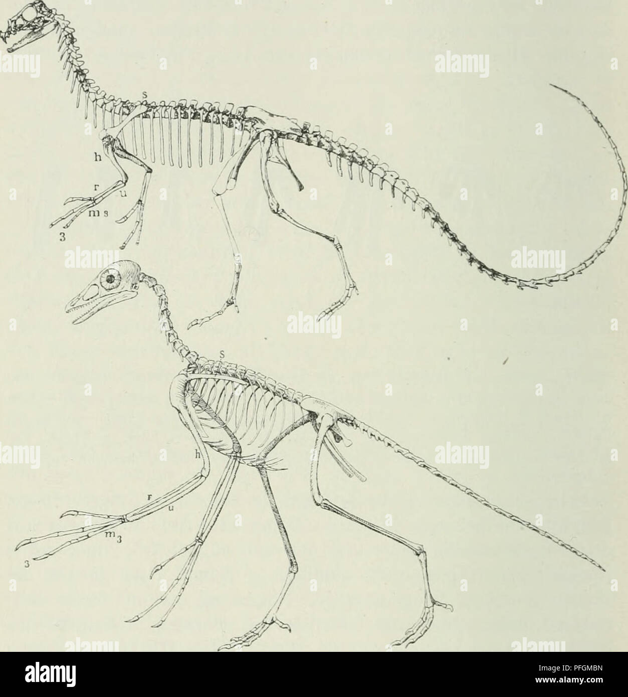 . Dansk ornithologisk forenings Tidsskrift". Vögel - Zeitschriften ...