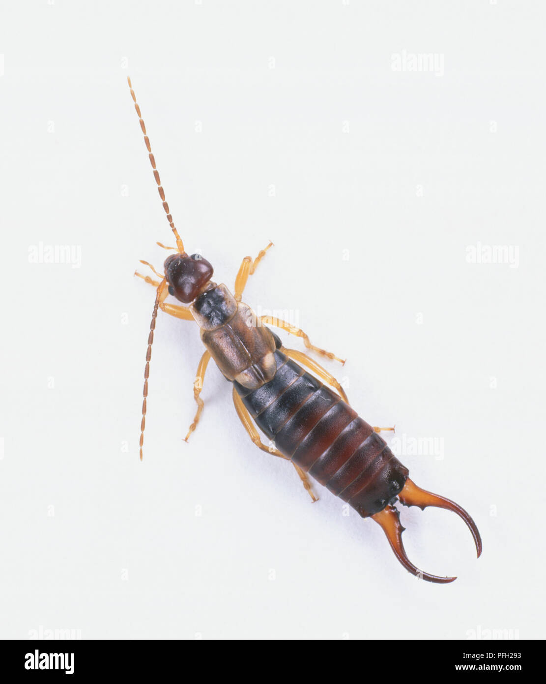 Gemeinsame earwig, Forficula auricularia, mit langen Antennen, Zange ...