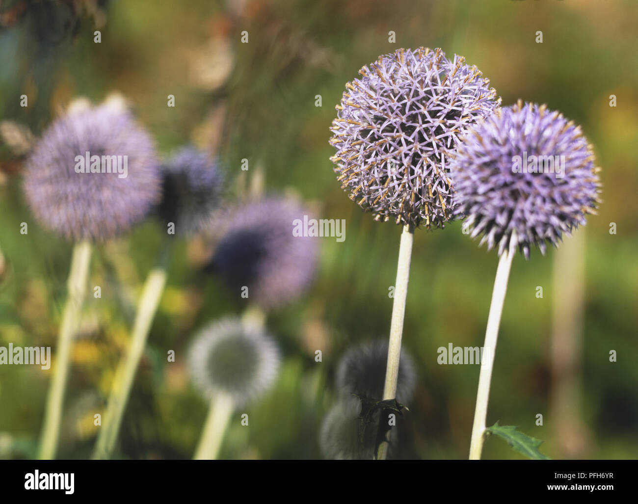 Lila kugel disteln -Fotos und -Bildmaterial in hoher Auflösung – Alamy