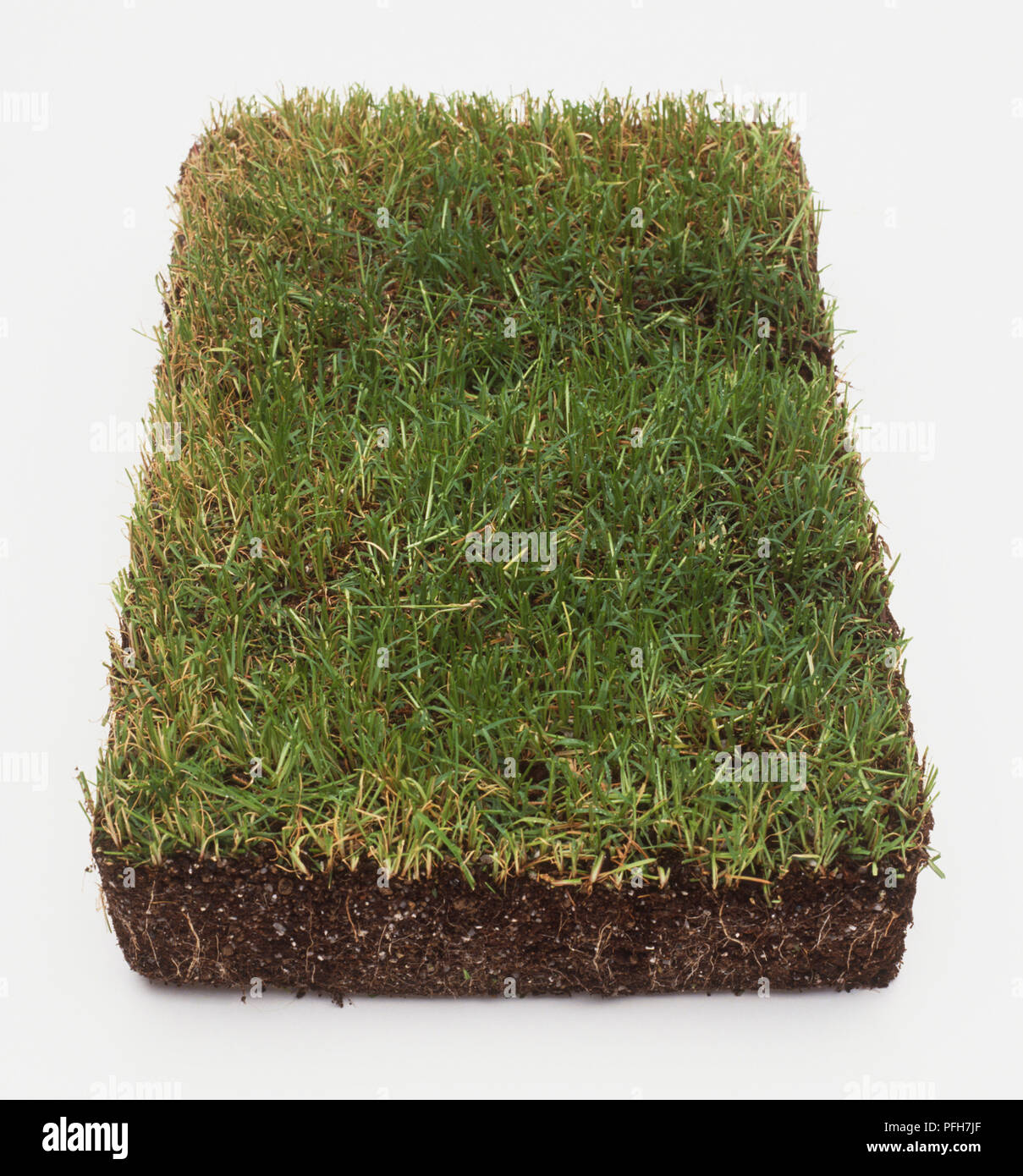Bermuda grass -Fotos und -Bildmaterial in hoher Auflösung – Alamy