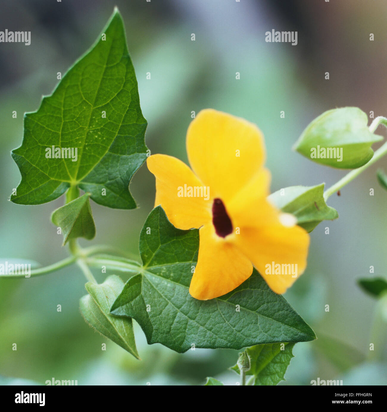 Thunbergia Alata, black-eyed Susan, Gelb vier blättrige Blume mit ...