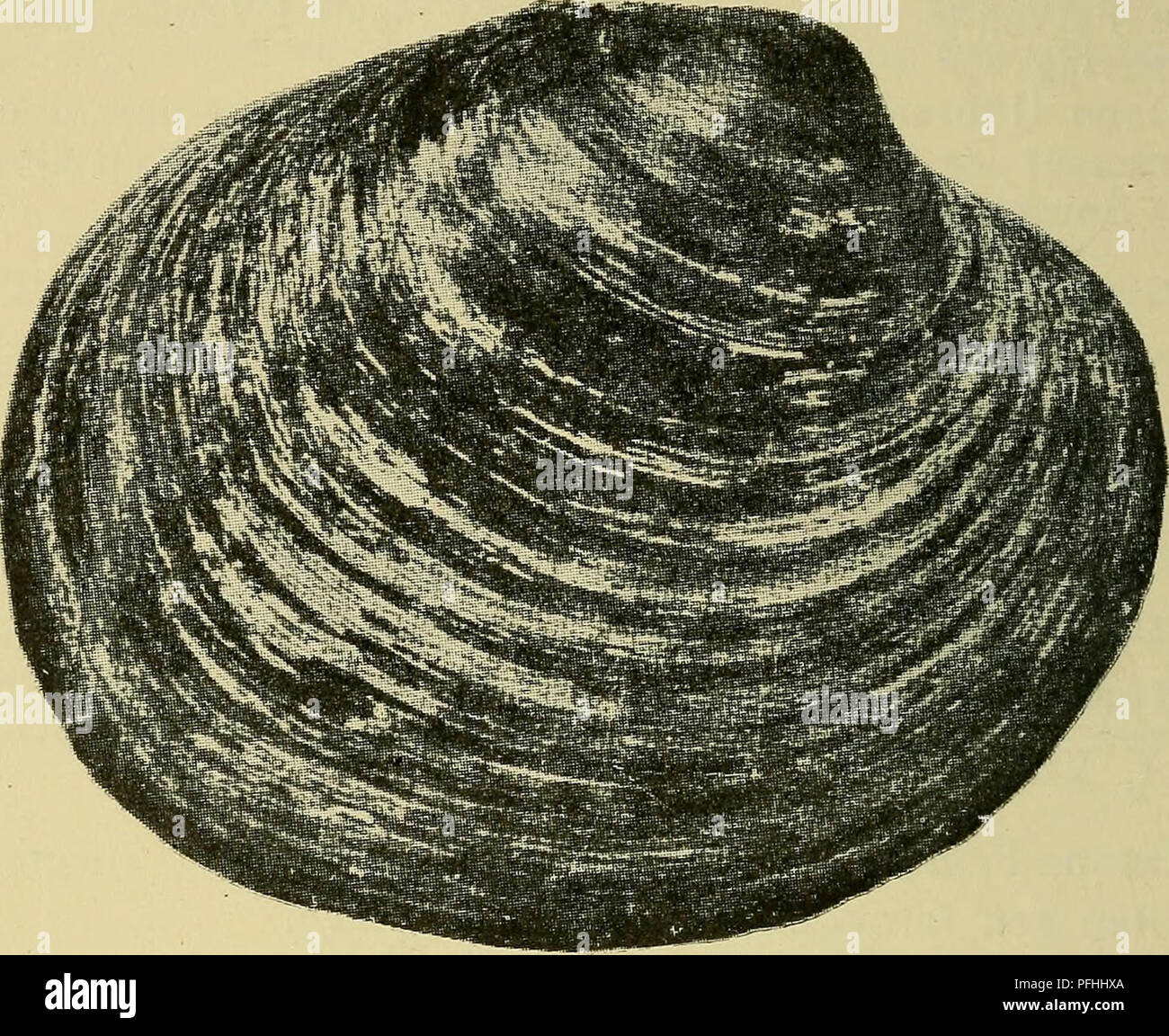 Dieser illustrierte Leitfaden zur dänischen Fauna zeigt die wichtigsten ...