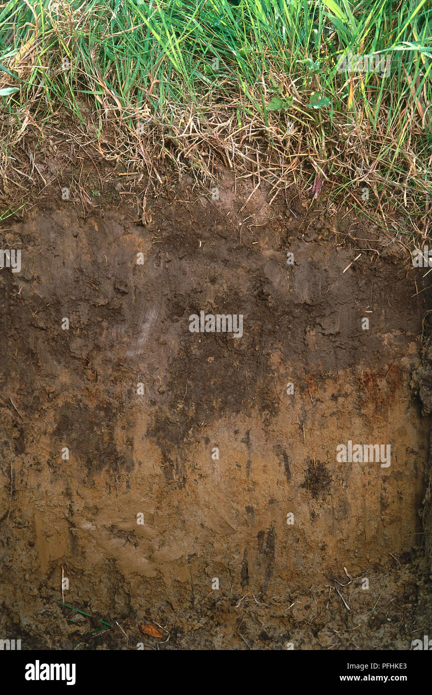 Sandiger Boden, Querschnitt Stockfotografie - Alamy