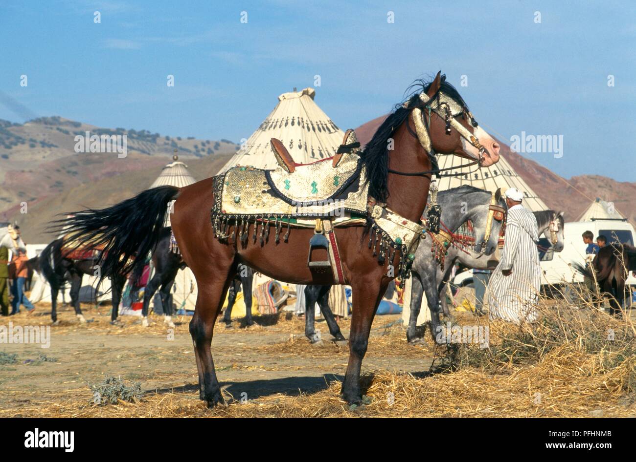 Marokko, Atlas Gebirge, Barb Pferd tragen traditionelle Sattel und ...