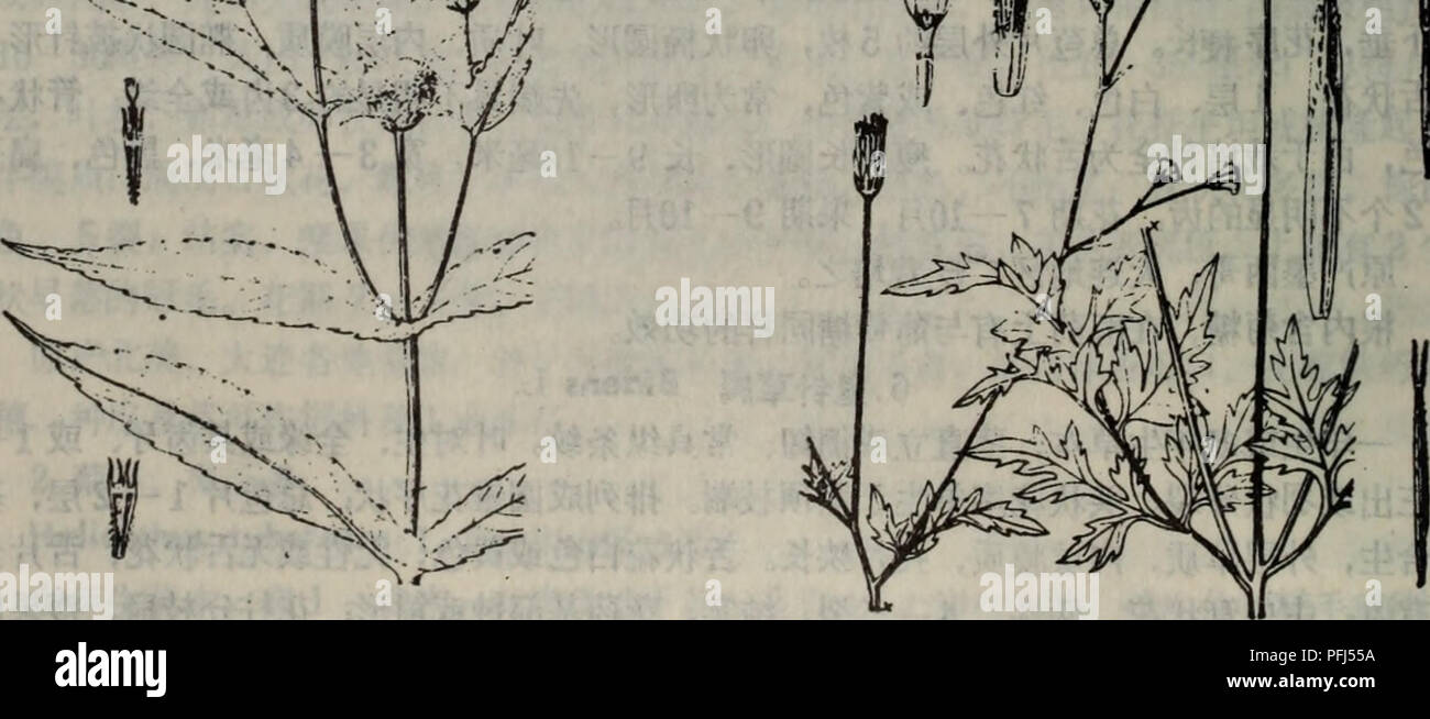 Dreiteiliger zweizahn -Fotos und -Bildmaterial in hoher Auflösung – Alamy