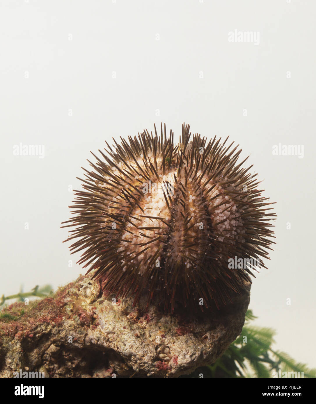 Stacheliger seeigel -Fotos und -Bildmaterial in hoher Auflösung – Alamy