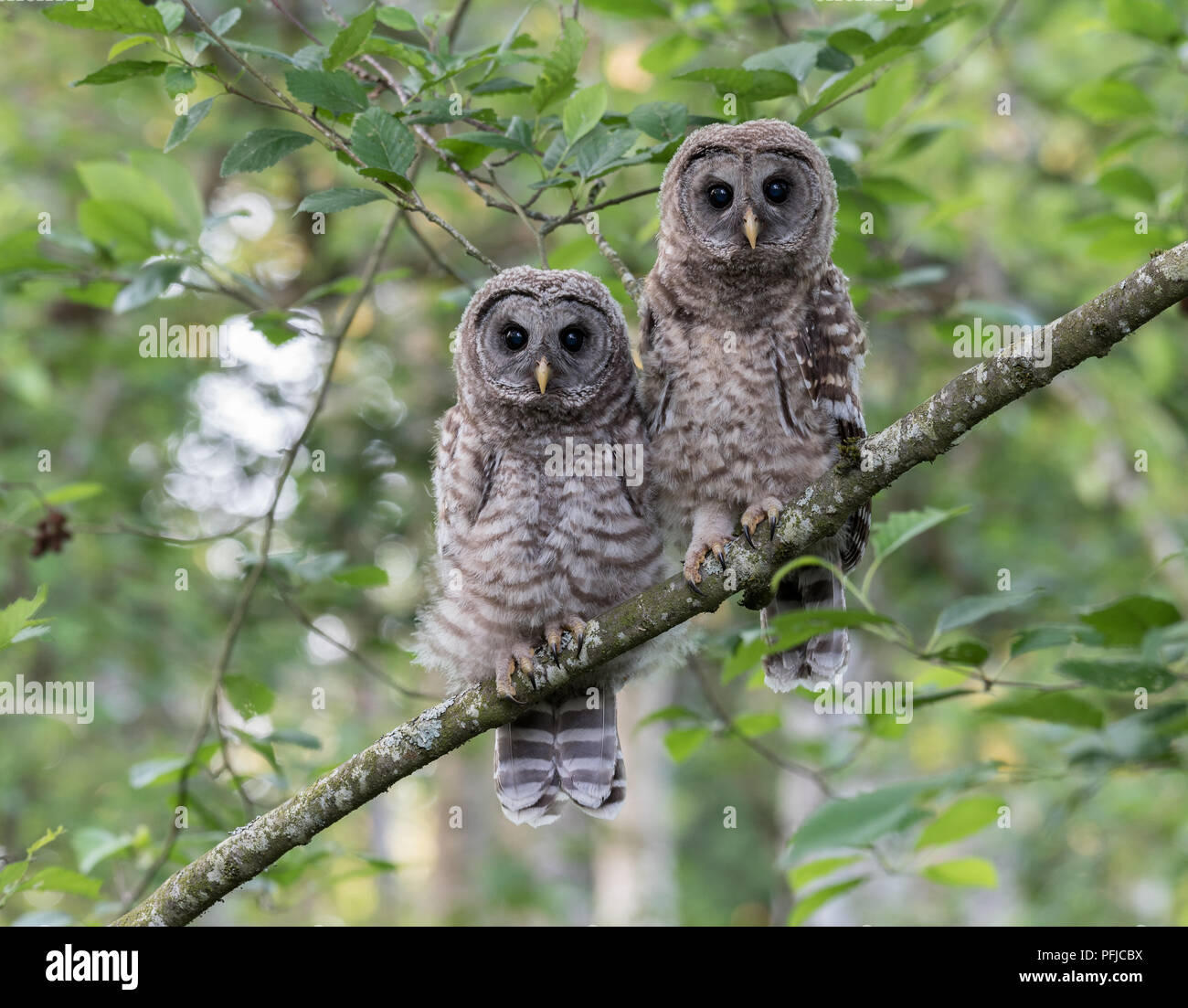 Barred owls -Fotos und -Bildmaterial in hoher Auflösung – Alamy
