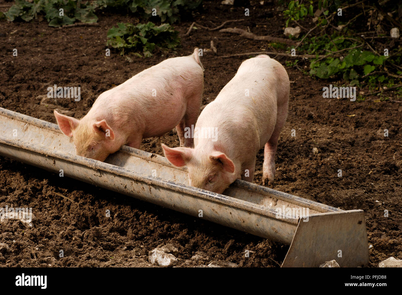 Schwein viehzucht trog -Fotos und -Bildmaterial in hoher Auflösung – Alamy