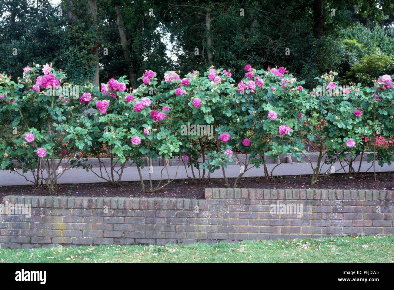 Blühende Hecke von Rosa rugosa mit dunkel rosa Blumen und grüne Blätter ...