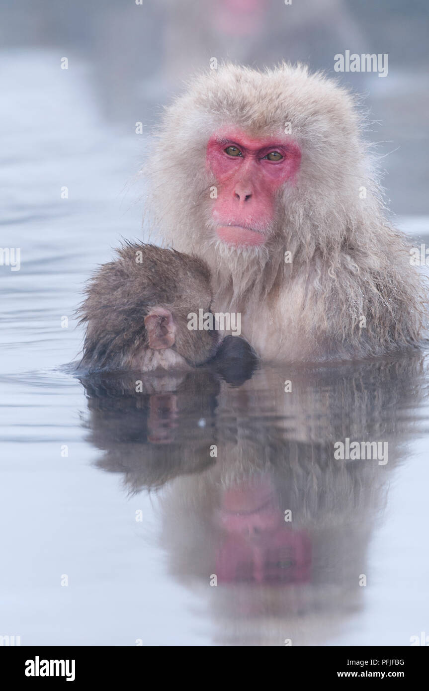 Japanischen Makaken oder Schnee japanischen Affen, Baby und Mama im ...