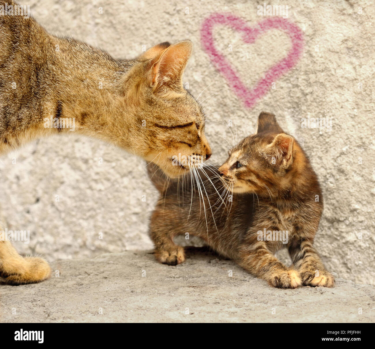 Hauskatze kind -Fotos und -Bildmaterial in hoher Auflösung – Alamy