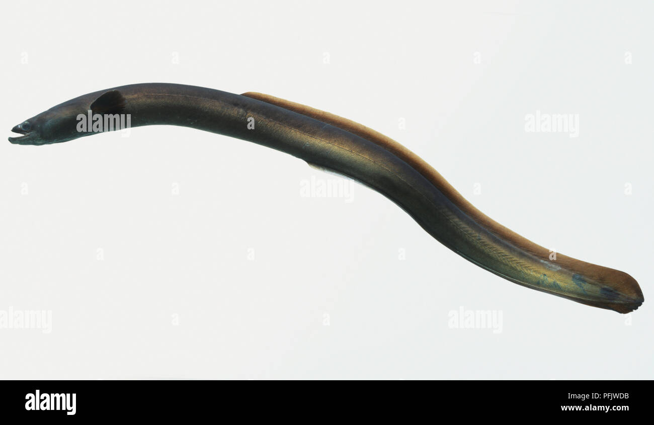 Anguilla Rostrata Stockfotos und -bilder Kaufen - Alamy