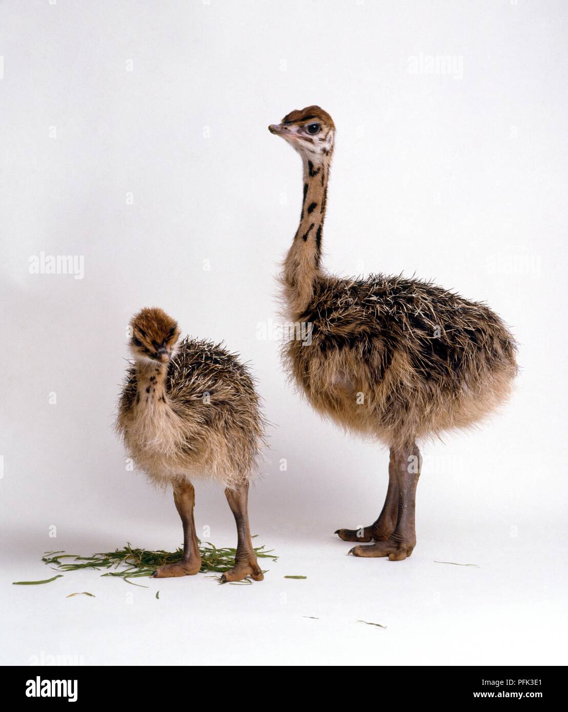 Zwei baby Strauße (Struthio camelus) in unterschiedlichen Stadien der ...