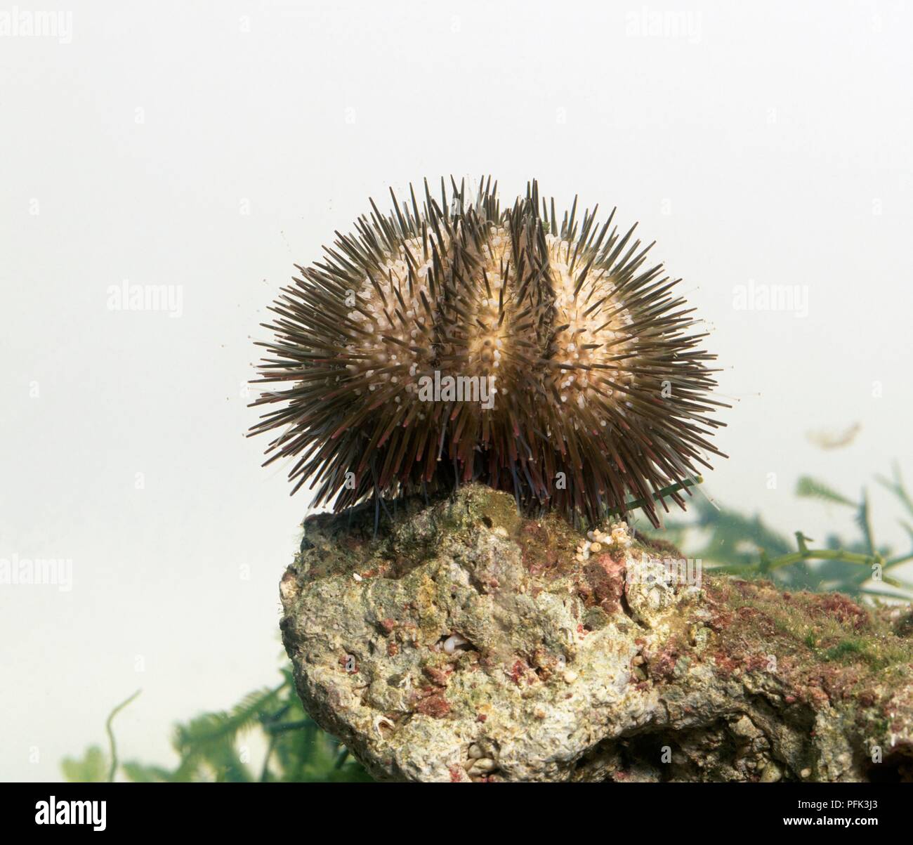Stacheliger seeigel -Fotos und -Bildmaterial in hoher Auflösung – Alamy