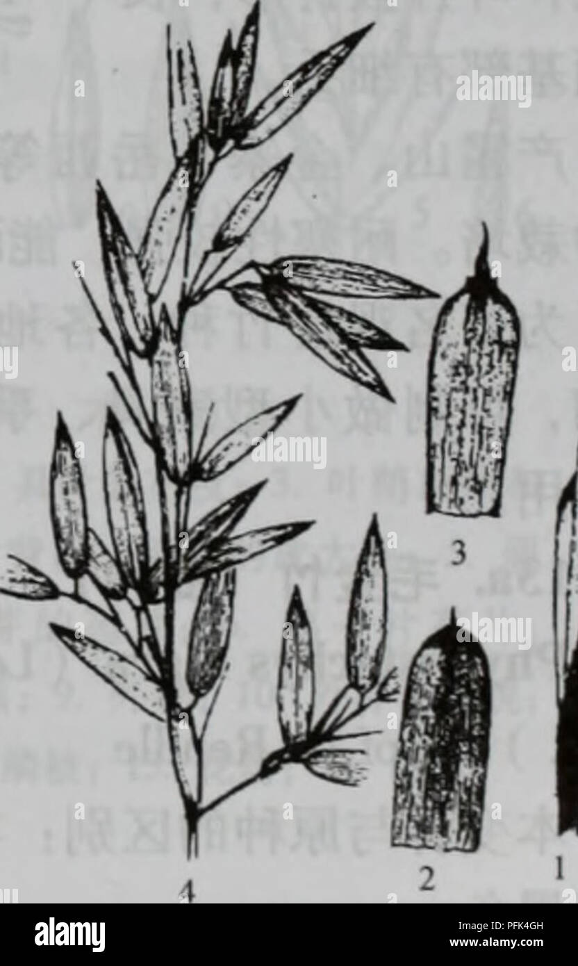 Phyllostachys praecox -Fotos und -Bildmaterial in hoher Auflösung – Alamy