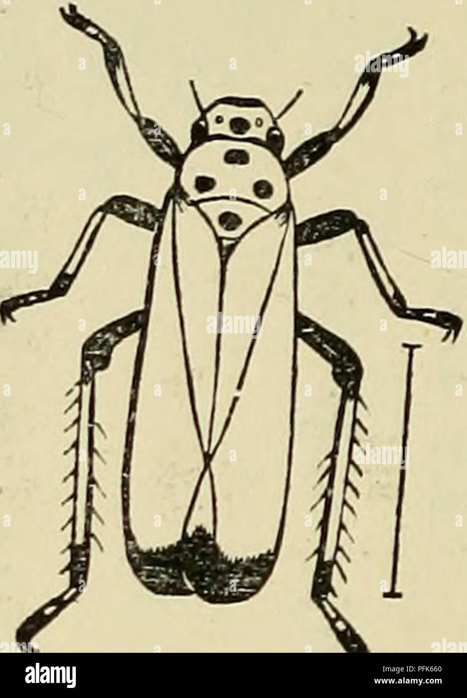 Tettigonia viridis -Fotos und -Bildmaterial in hoher Auflösung – Alamy