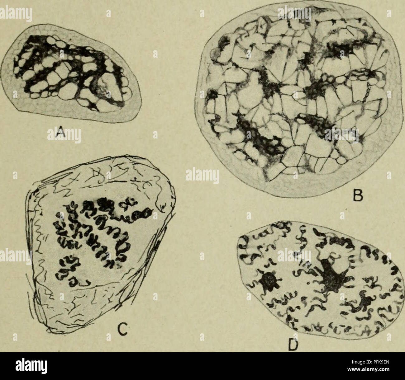Dieser Text untersucht die Struktur und Funktion des Metazoankerns und ...