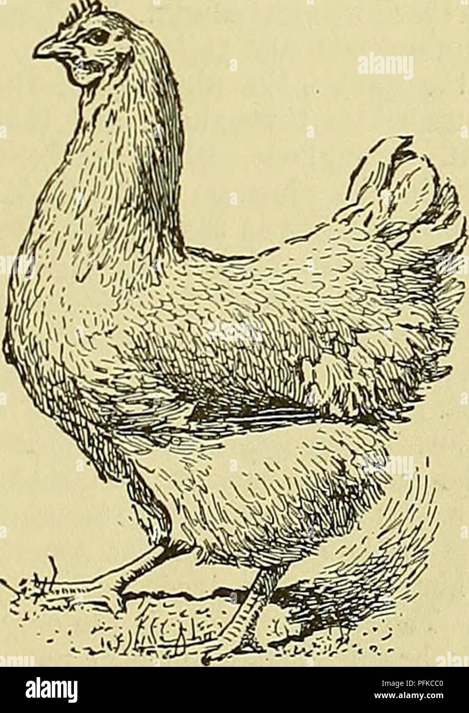 . Cyclopedia von Nutztieren. Heimische Tiere und Waren tierischen ...