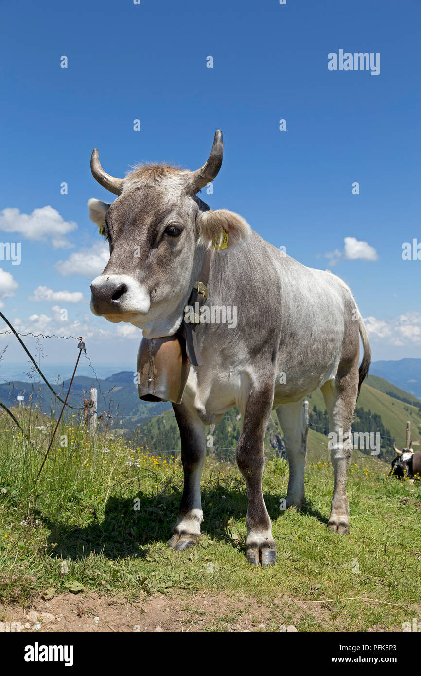 Allgau Cow Stockfotos und -bilder Kaufen - Alamy