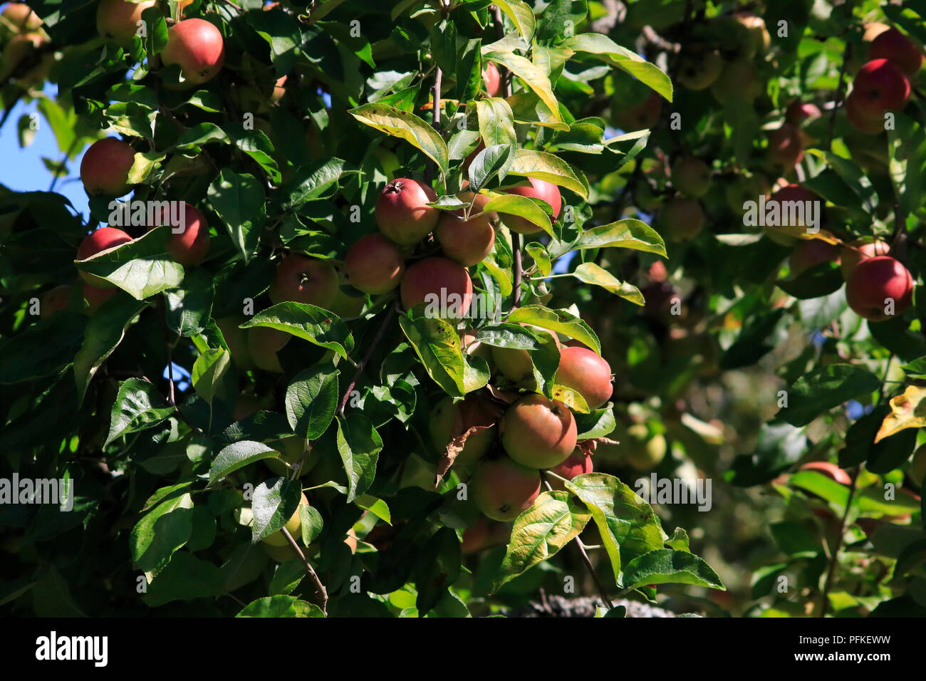 Boskop Apfel, in großer Menge, am Baum hängend, kurz vor der Ernte ...