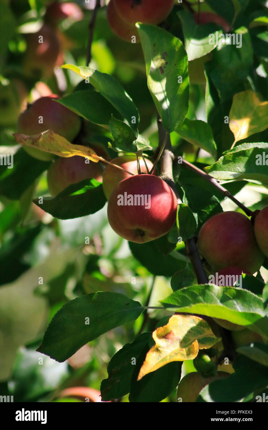 Der apfel am baum -Fotos und -Bildmaterial in hoher Auflösung – Alamy