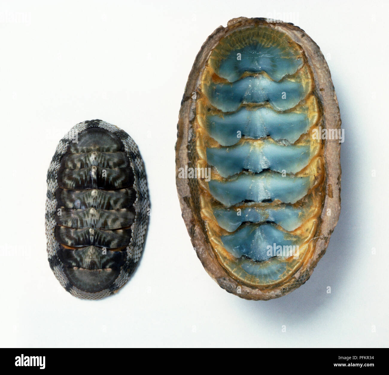 Chiton marmoratus -Fotos und -Bildmaterial in hoher Auflösung – Alamy
