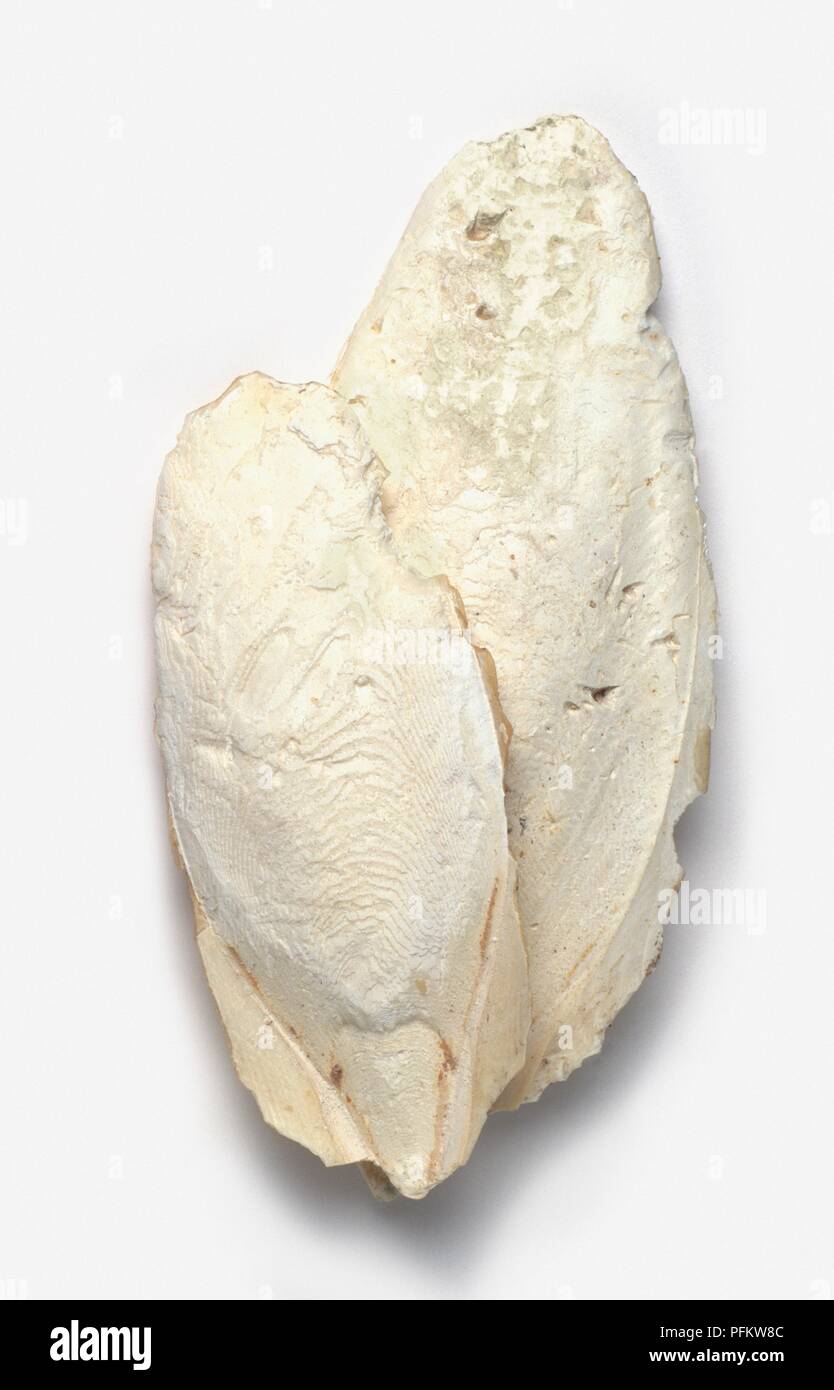 Cuttlefish bone -Fotos und -Bildmaterial in hoher Auflösung – Alamy
